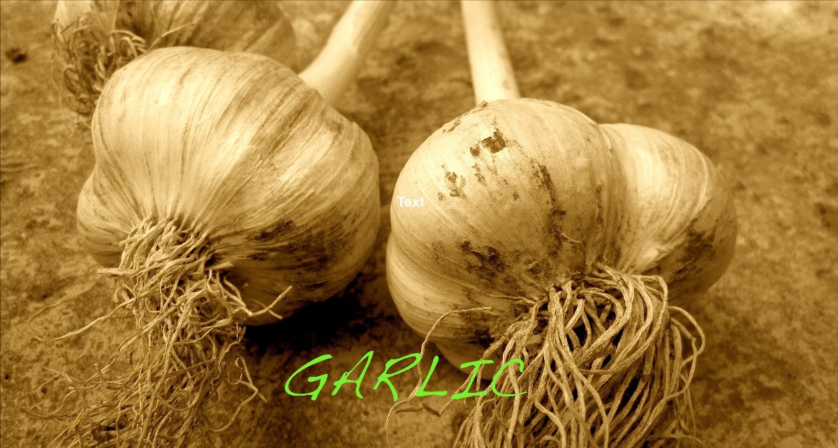 Pulled Garlic …sounds delicious with just about anything. – Creek'nTree ...